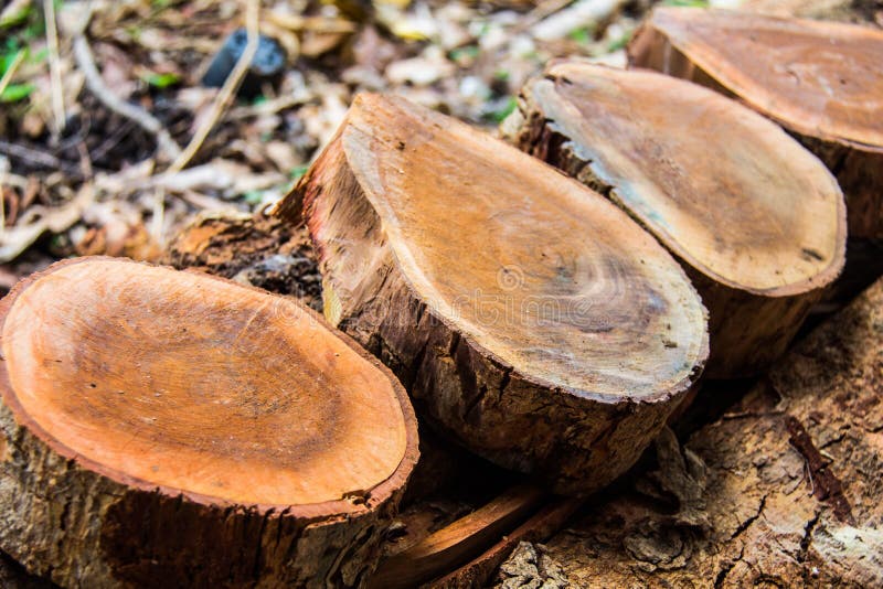 Piece of Timber Prepared for Construction Stock Image - Image of chump ...