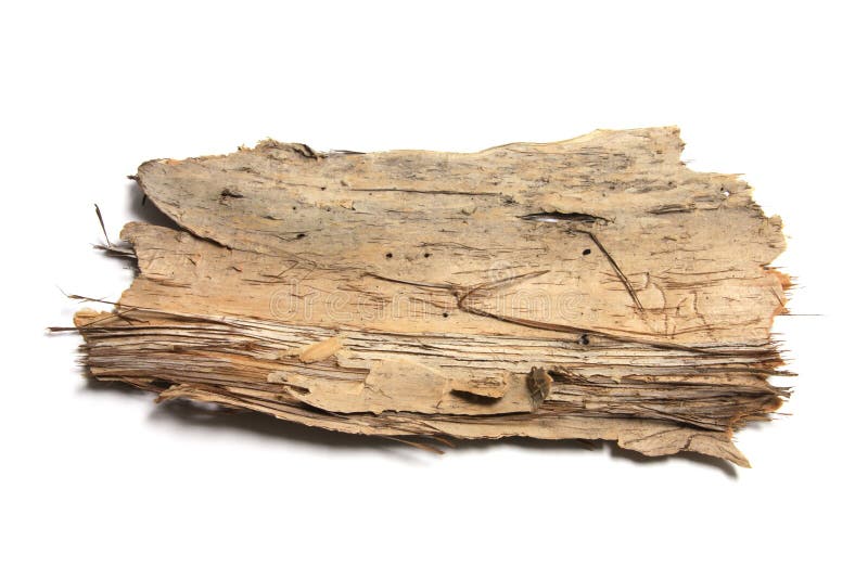 Piece of Tree Bark stock photo. Image of texture, cutout - 10441528