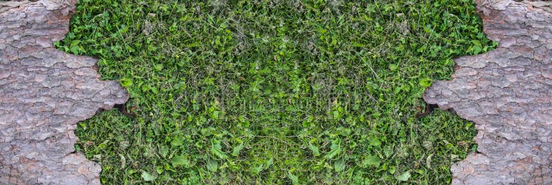 Piece of Tree Bark with Natural Texture on Green Grass. Stock Image ...