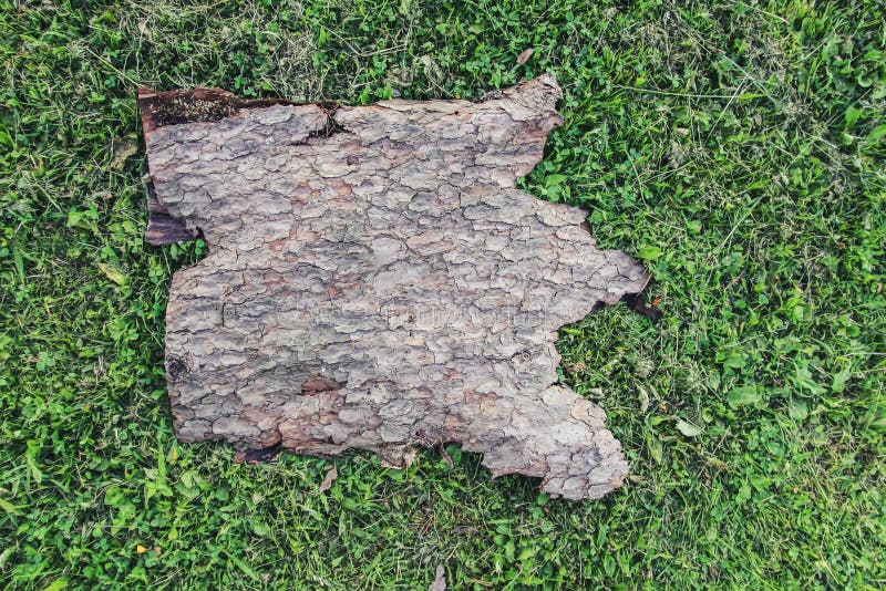 Piece of Tree Bark with Rough Texture on Green Grass. Stock Image ...