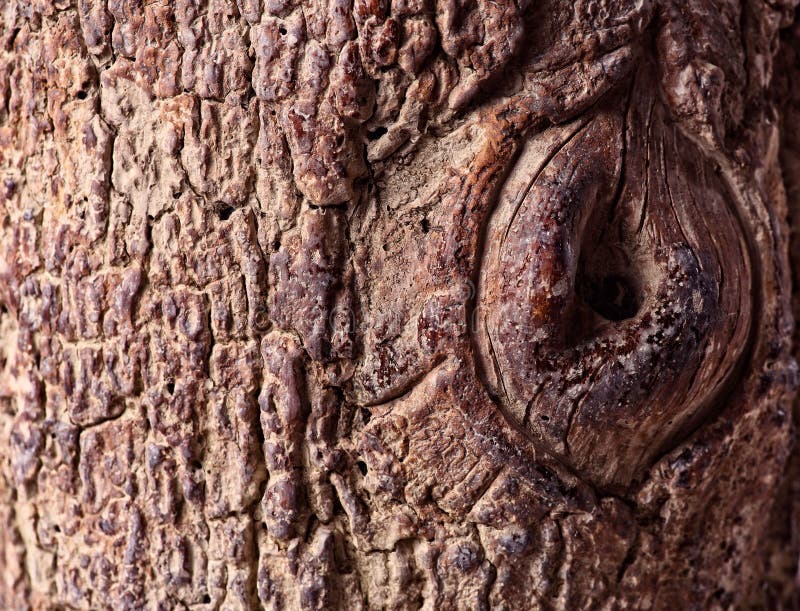 Piece of tree with a knot stock photo. Image of natura - 172787944