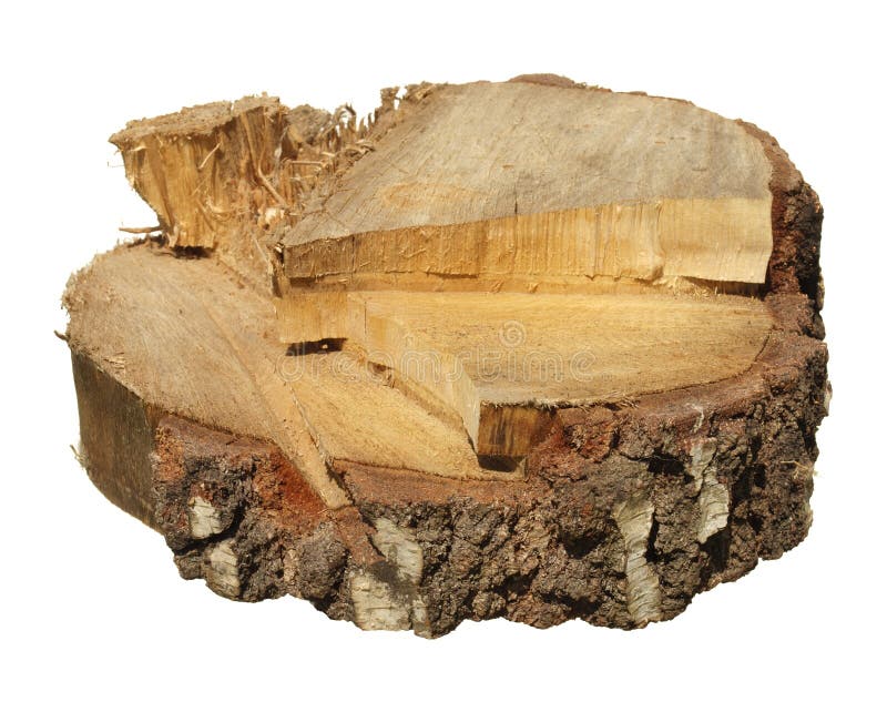 A Piece of Cut Trunk Resting on the Green Grass of a Wood Stock Image ...