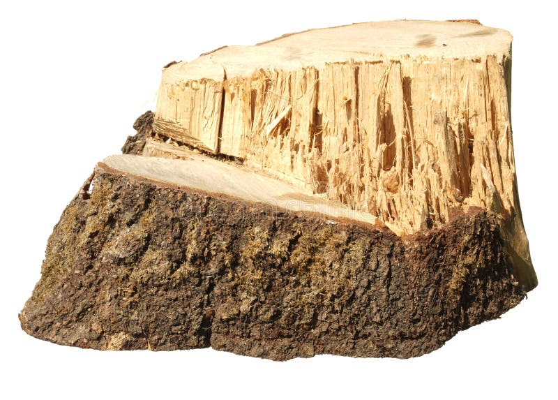 A Piece of Cut Trunk Resting on the Green Grass of a Wood Stock Image ...