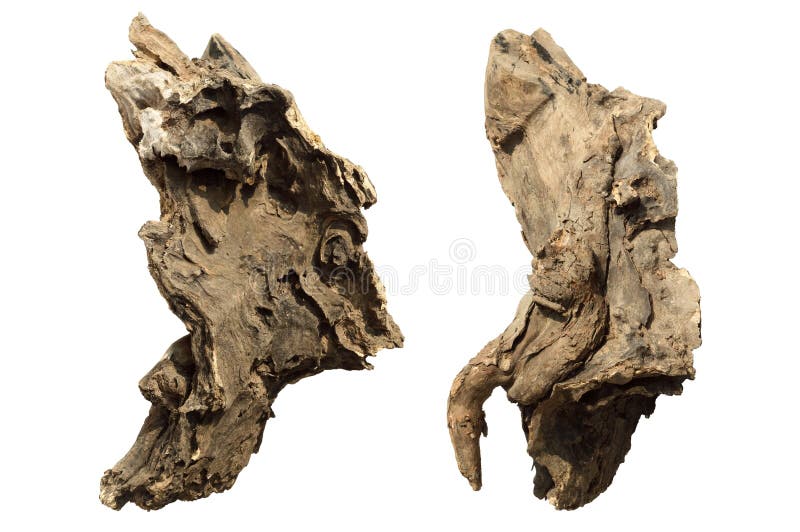 Piece of tree trunk stock photo. Image of bark, peel - 87921254