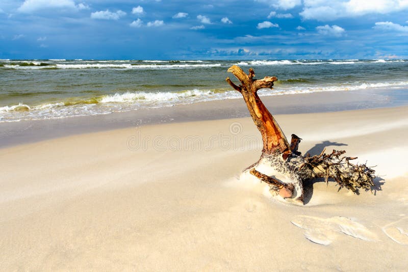 A Piece of Tree Trunk Thrown Onto a Seaside Beach Stock Photo - Image ...