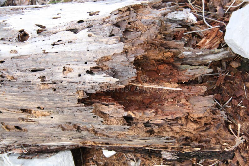 A Piece of Cut Trunk Resting on the Green Grass of a Wood Stock Image ...