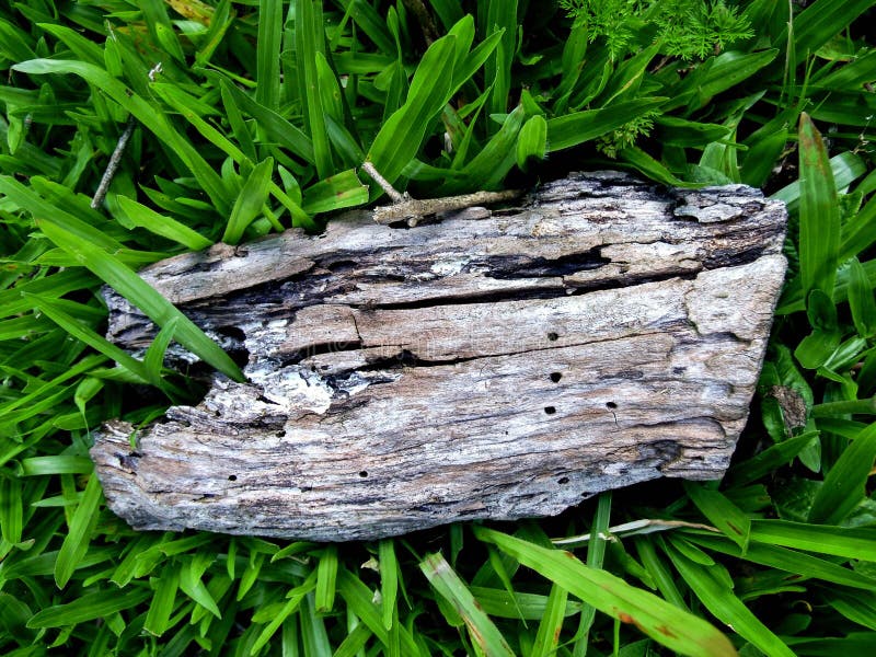 Piece of Trunk Well Old on Top of the Grass Stock Image - Image of wood ...