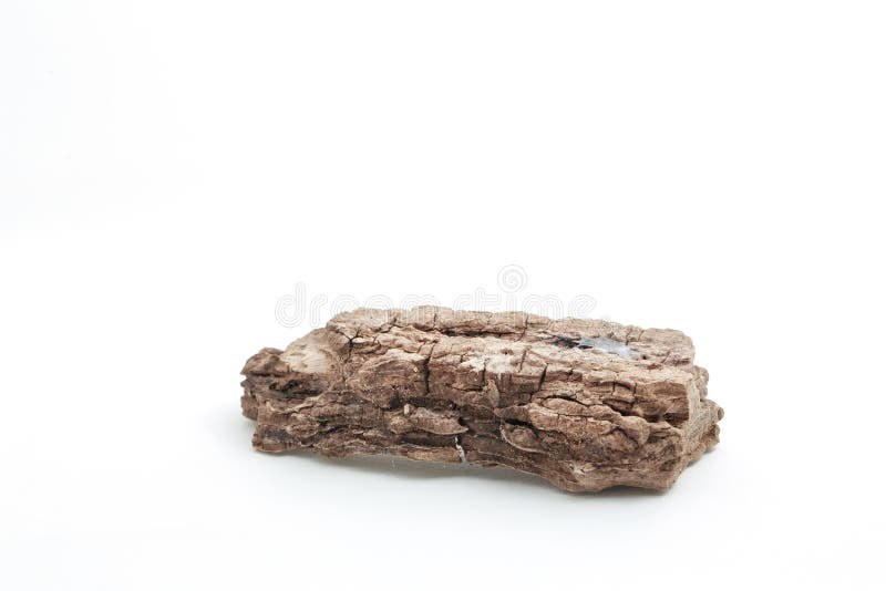 A Piece of Cut Trunk Resting on the Green Grass of a Wood Stock Image ...