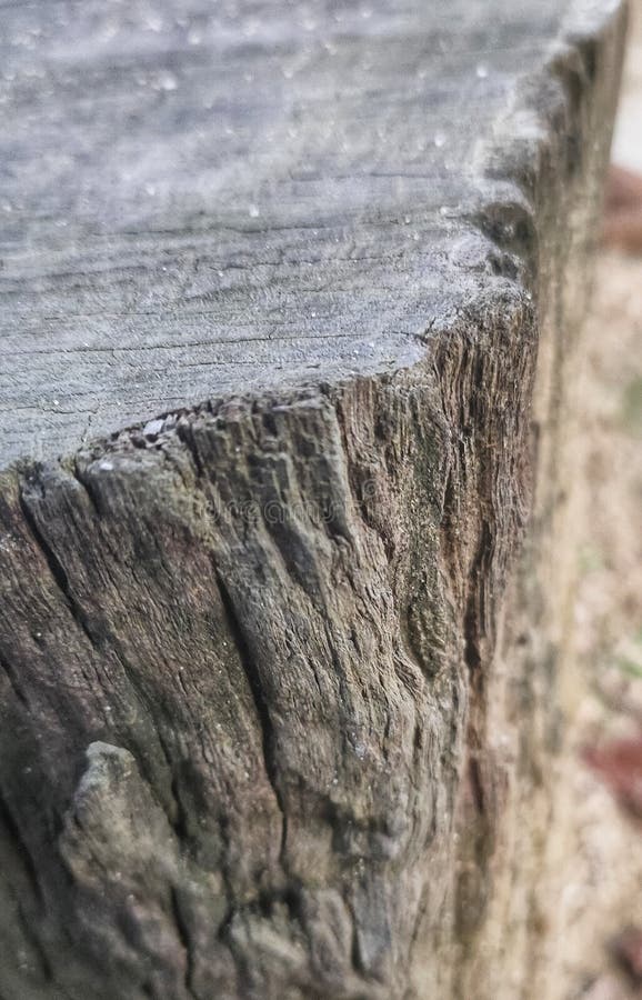 Piece of Ulin tree stock photo. Image of ulin, branch - 202283858