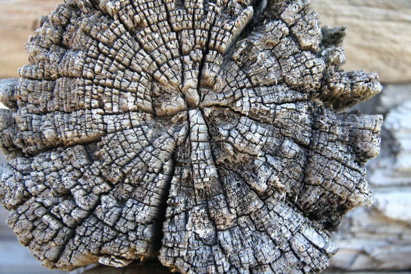 Cut of an Old Tree with Annual Rings on it. Stock Photo - Image of ...