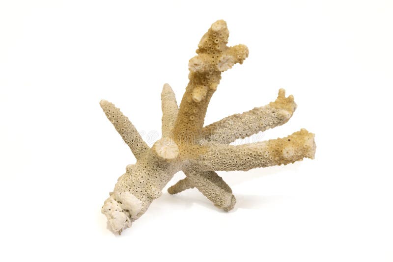 Piece of White Coral Isolated Stock Image - Image of clipping, marine ... Piece of White Coral Isolated Stock Image - Image of clipping, marine ...