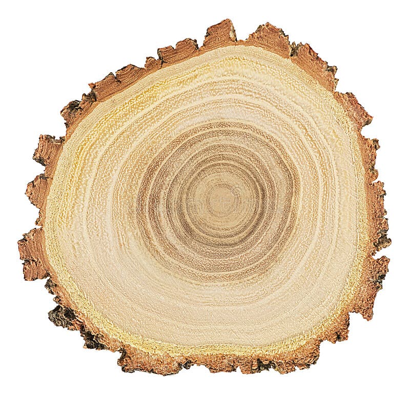 200 Piece Wood Cross Section Texture Pattern Isolated White Background ...