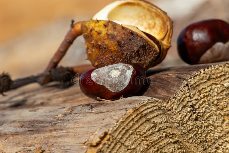 A Piece of Wood with a Nut on Top of it Stock Image - Image of harvest ...