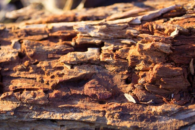 Piece of wood stock image. Image of closeup, control - 82676529
