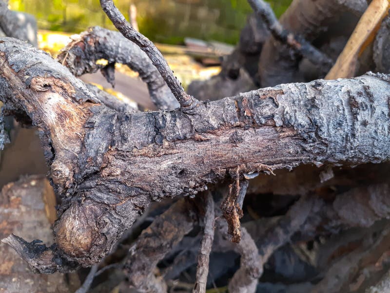 693 Mango Root Stock Photos - Free & Royalty-Free Stock Photos from ...