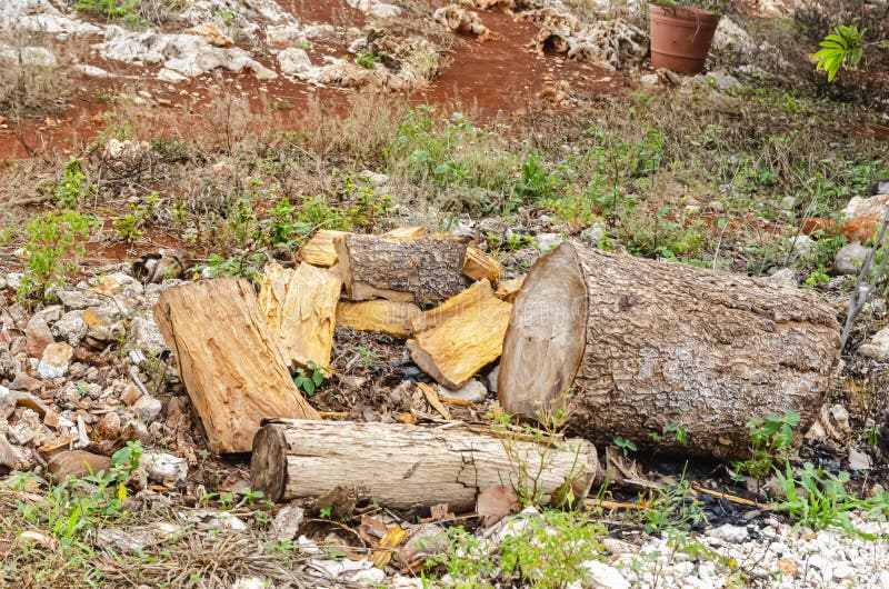 Pieces of Ackee Woods on the Ground Stock Photo - Image of sapindales ...