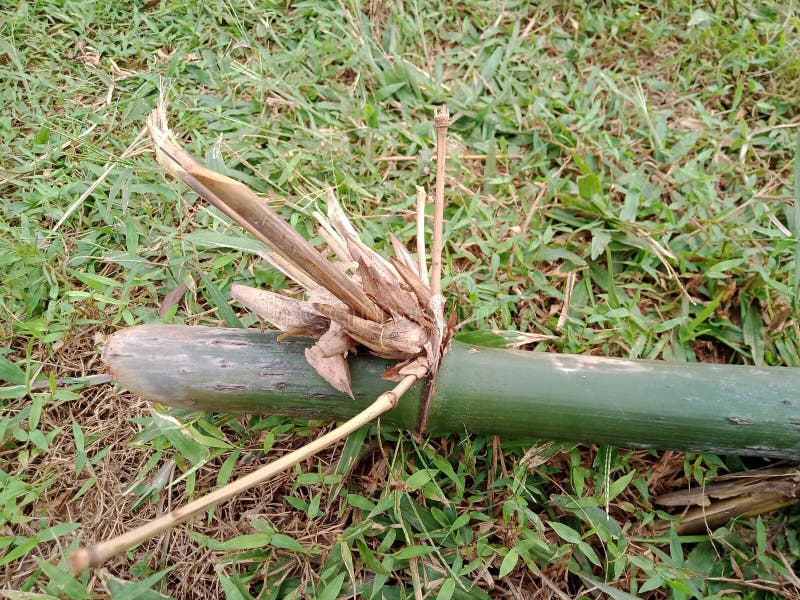 Pieces of Bamboo Neatly Arranged into Gates, Background Cloudy Sky ...