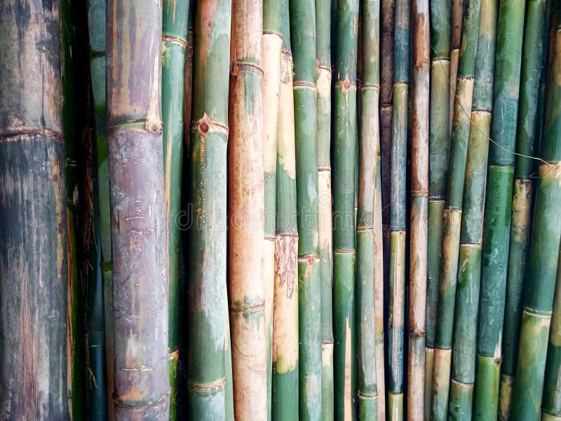 6. Pieces of Bamboo Stems (Bambusoideae) (3) Stock Photo - Image of ...