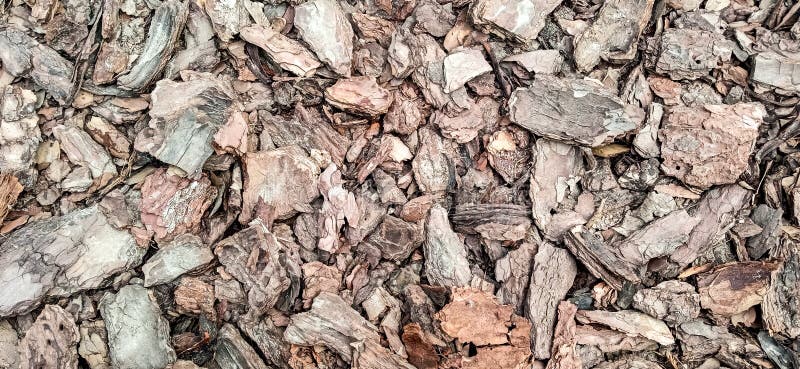 Pieces of Bark on the Ground Stock Photo - Image of wood, pieces: 229366058