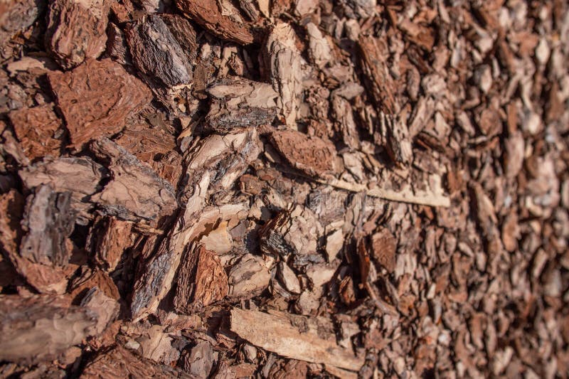 Pieces of Bark Trees of Different Sizes Stock Image - Image of macro ...