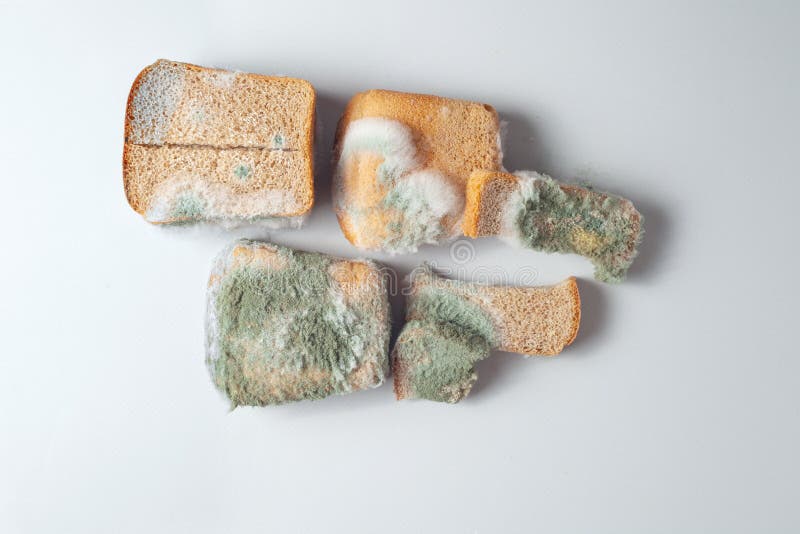 On Pieces of Bread Mold of Different Colors and Sizes is Visible Stock ...