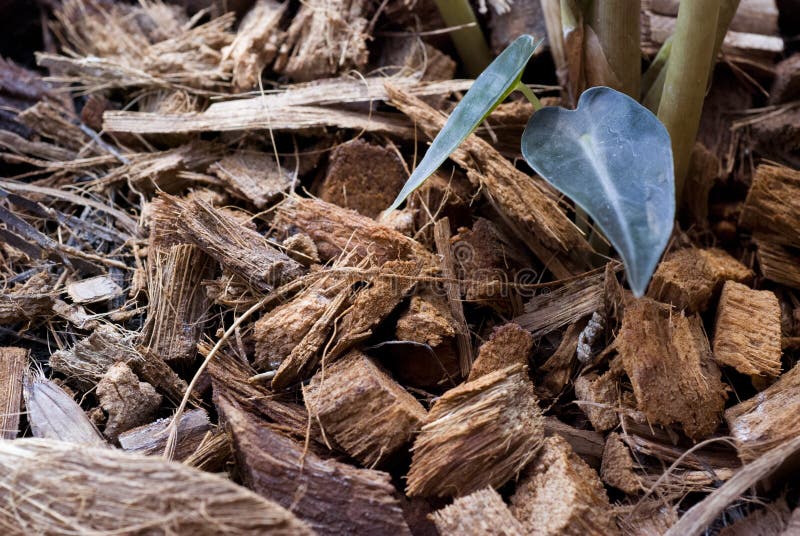 Pieces of Coconut Shells are Used As Plant Material. Stock Photo ...
