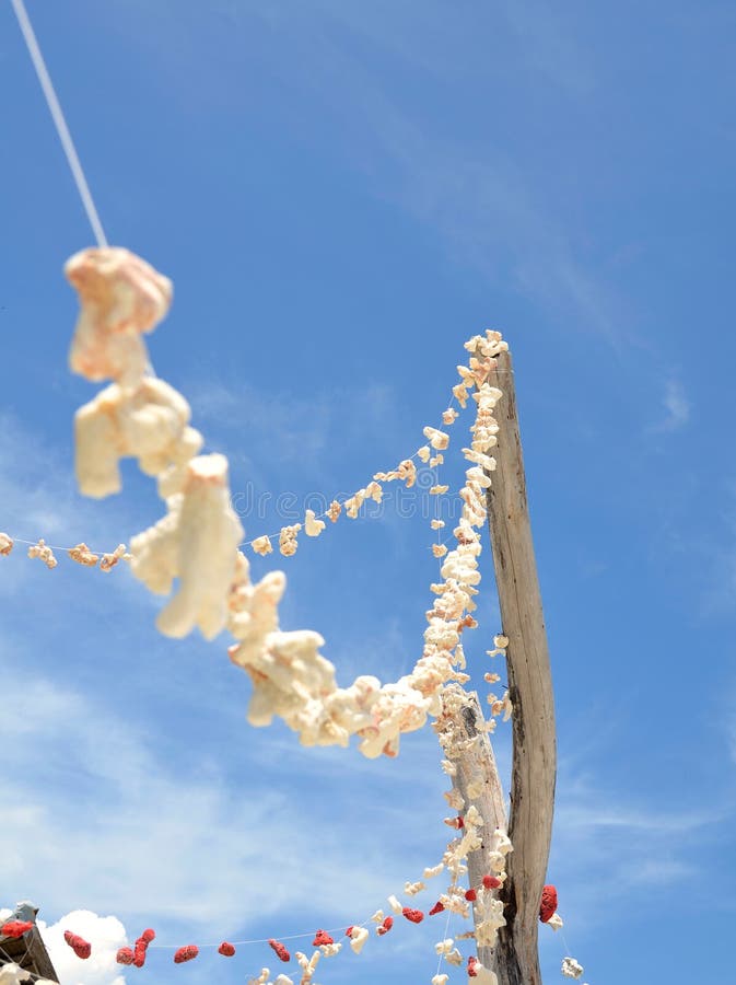 Pieces of Coral Hanging on a Tree Against Blue Sky Stock Photo - Image ...