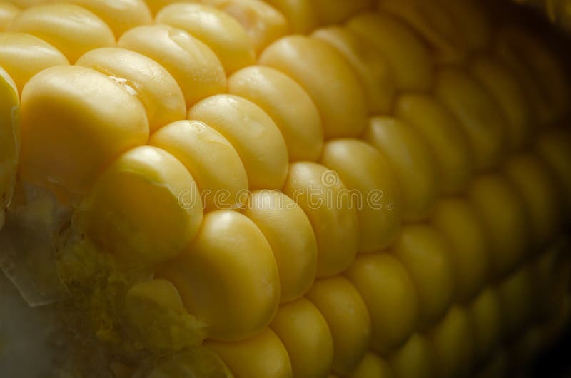 Pieces of Corn Cob. Corncob Cut in Pieces Stock Image - Image of ...