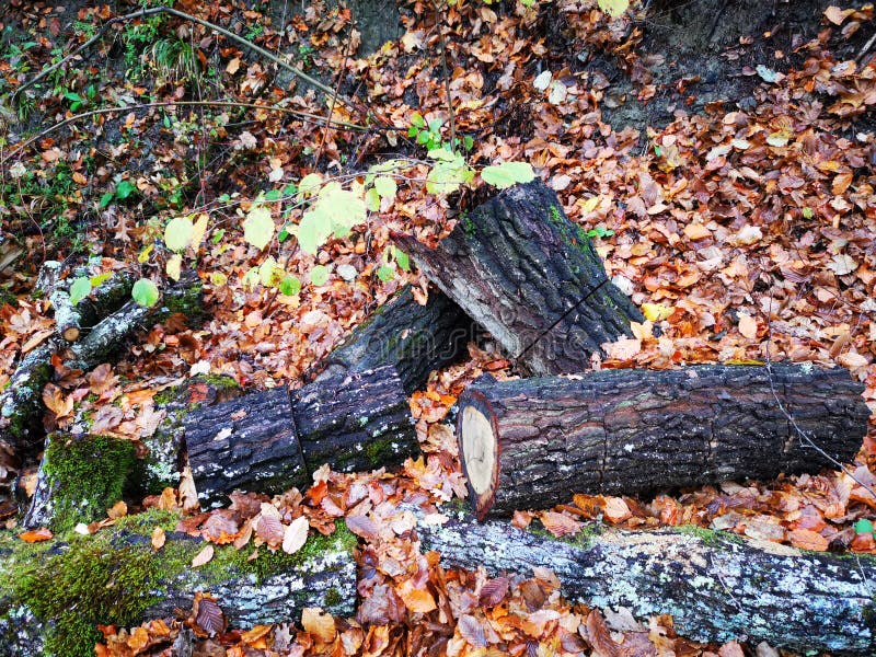 Pieces of Tree Trunk and Sacks Stock Photo - Image of bags, summer ...