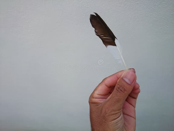 Fur of bird stock image. Image of fluff, fluffy, airiness - 124109377