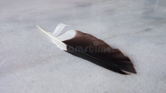 Fur of bird stock image. Image of drawing, plumage, line - 124112139