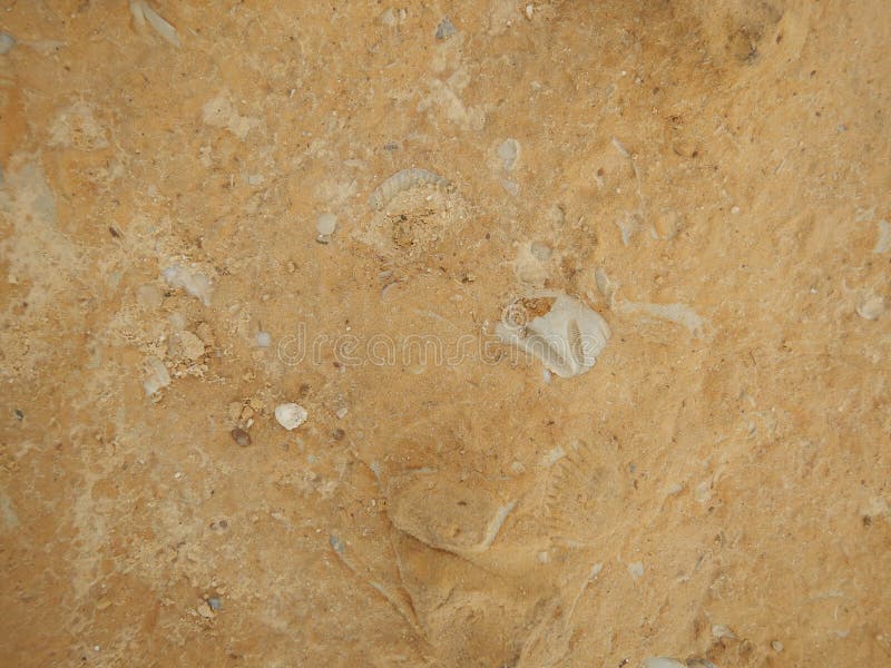 Pieces of Fossils Inside Beige Limestone Texture Stock Image - Image of ...
