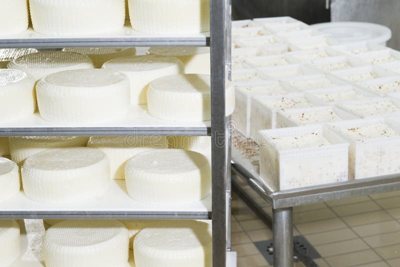 Pieces of Fresh Cheese on the Shelves Stock Image - Image of machine ...