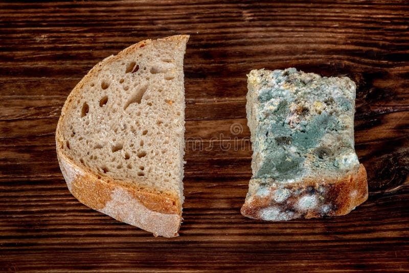 Stale Bread with Mold is Dangerous for Consumption_ Stock Image - Image ...