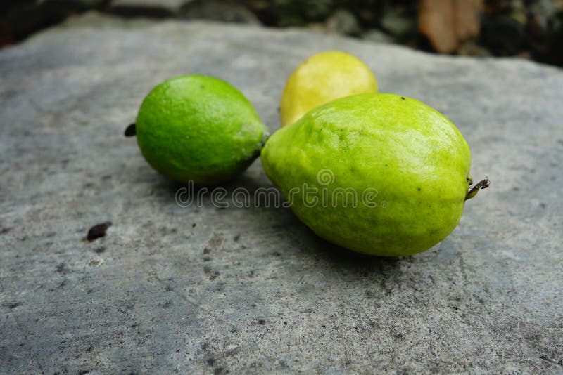 3 Pieces of Guava, Two of All are Ready To Eat. Stock Image - Image of ...