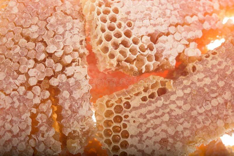 Pieces of Honeycomb, Filled with Liquid Honey Stock Image - Image of ...