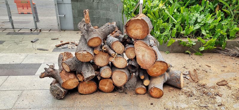 Pieces of a Large Tree Trunk Arranged. Stock Photo - Image of cart ...