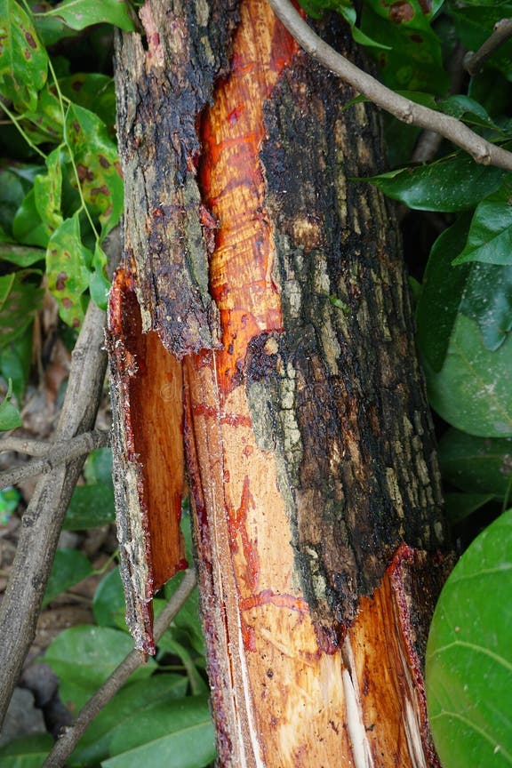 Pieces of Large Tree Trunks Stock Image - Image of bark, orange: 270649113
