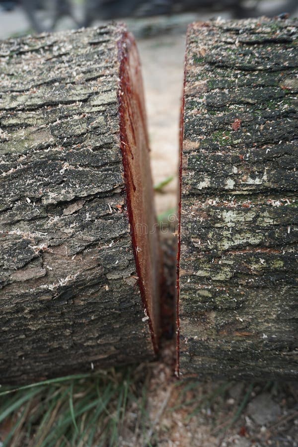 Pieces of Large Tree Trunks Stock Image - Image of color, detail: 270651353