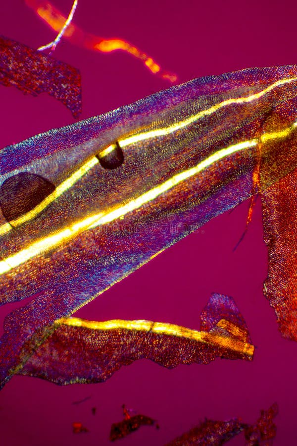 Pieces of Moss Leaves Resemble a Fish Under the Microscope Stock Photo ...