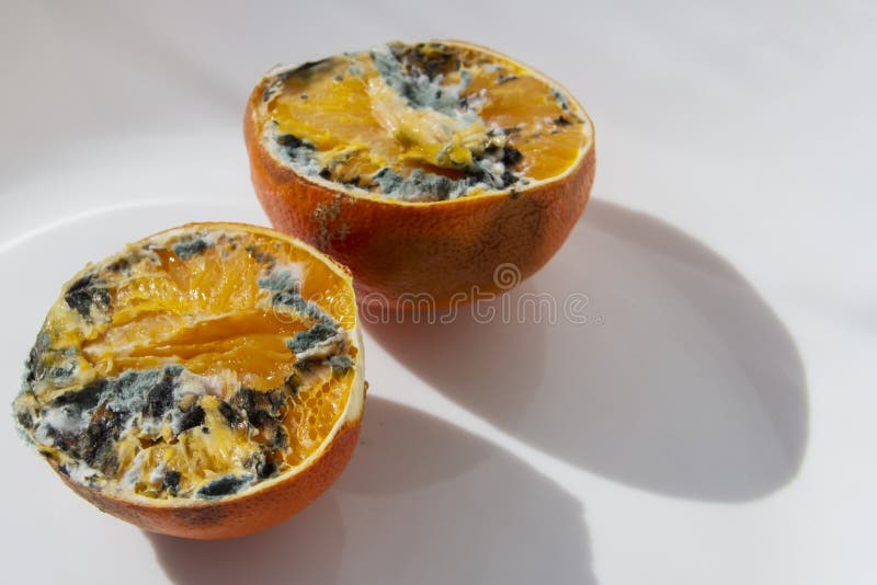 Rotting Orange with Damaged Skin on a Dark Background. Mold. Rot ...