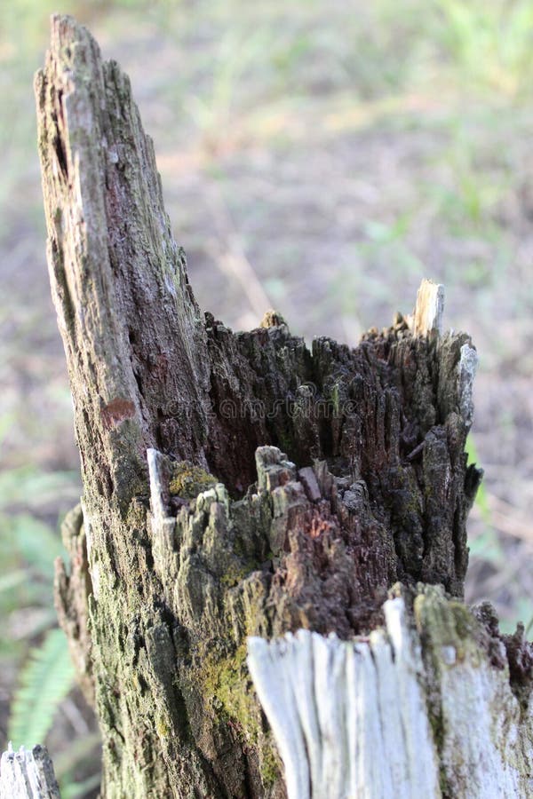 Pieces of Rotting Tree Trunks Nice Stock Image - Image of trunks ...