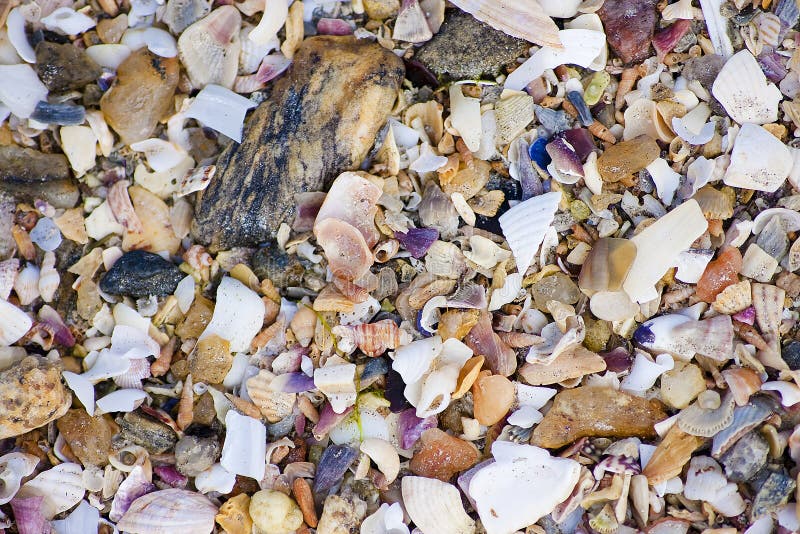Pieces of shells stock image. Image of seashore, seashell - 83400121