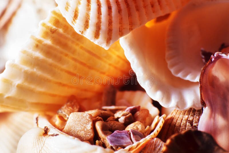 Pieces of Shells and Rolled Stones Stock Image - Image of beautiful ...
