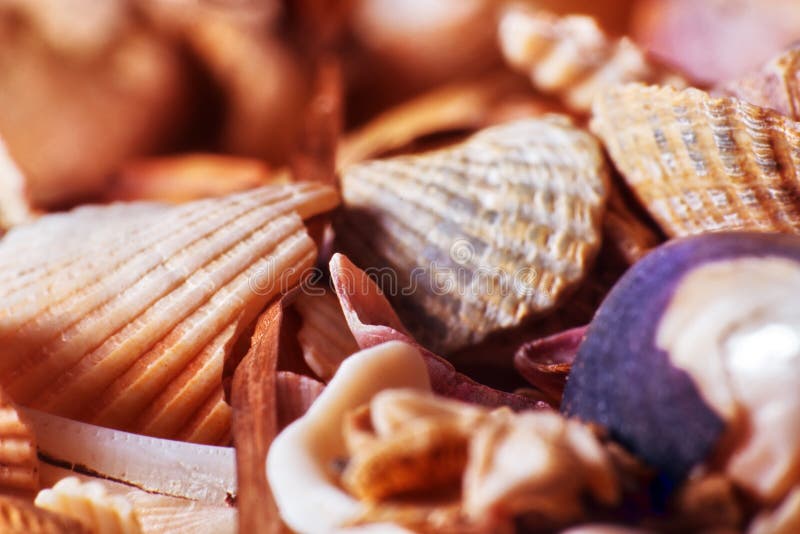 Pieces of Shells and Rolled Stones Stock Photo - Image of longnecked ...