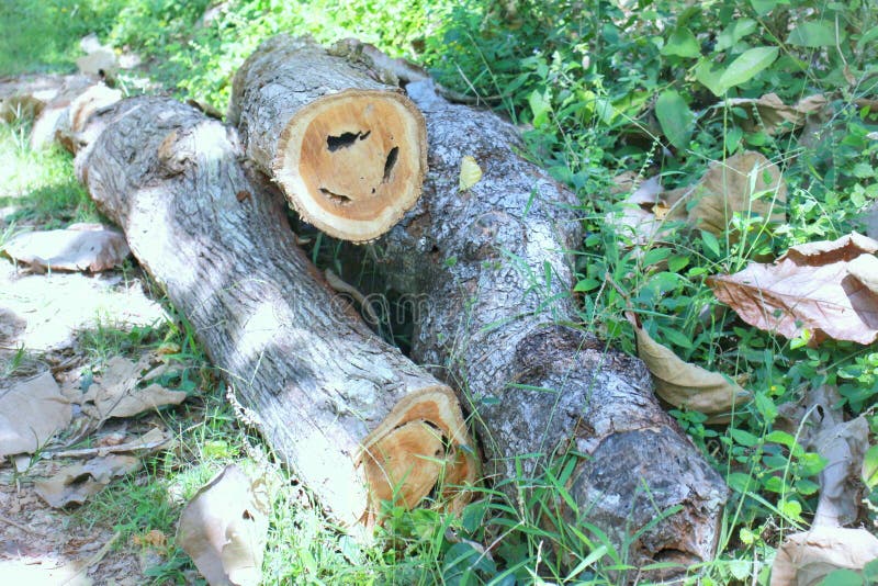 Teak Tree Pieces stock image. Image of garden, bandsaw - 220568299