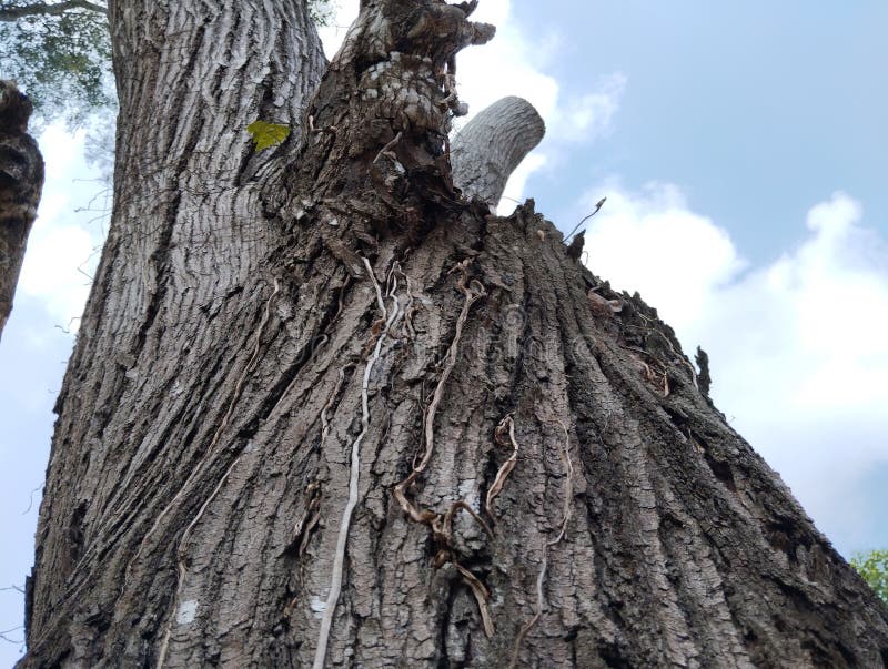 Pieces of Tree Branches that are Still Sturdy and Tall Stock Image ...