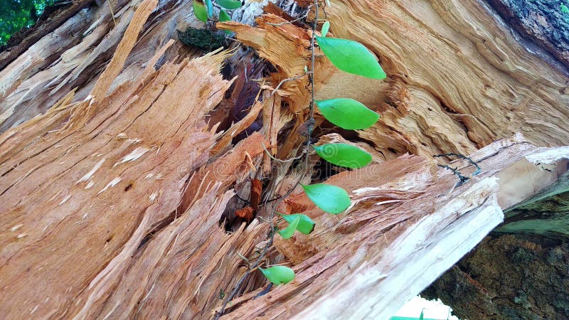 Pieces of Tree that Have Been Cut Down Stock Image - Image of terrain ...