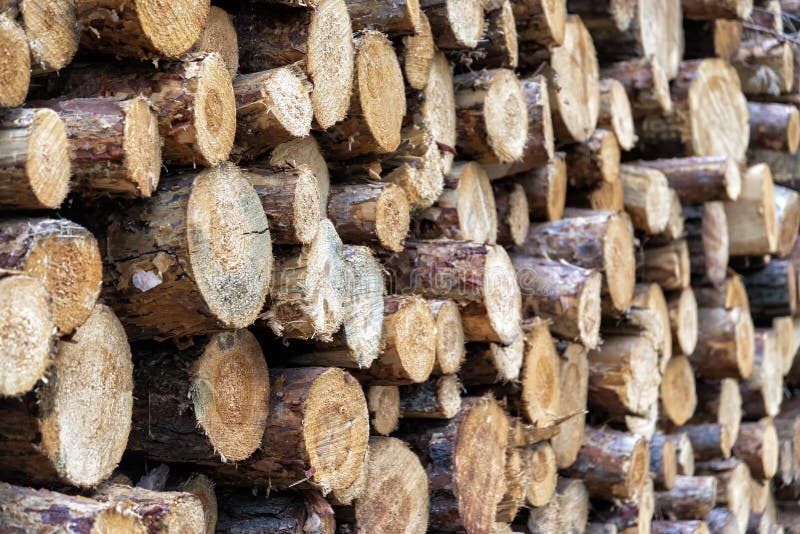Pieces of Wood after Cutting Stock Image - Image of industry, fell ...