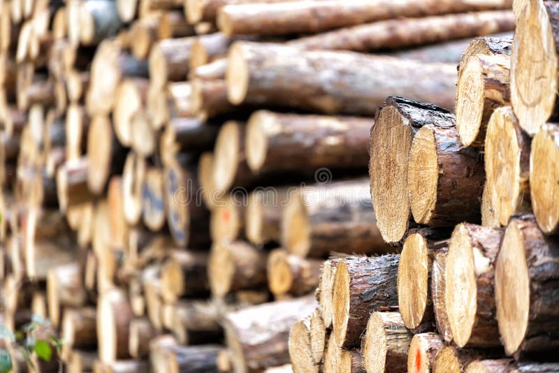 Pieces of Wood after Cutting Stock Photo - Image of softwood, greenwood ...